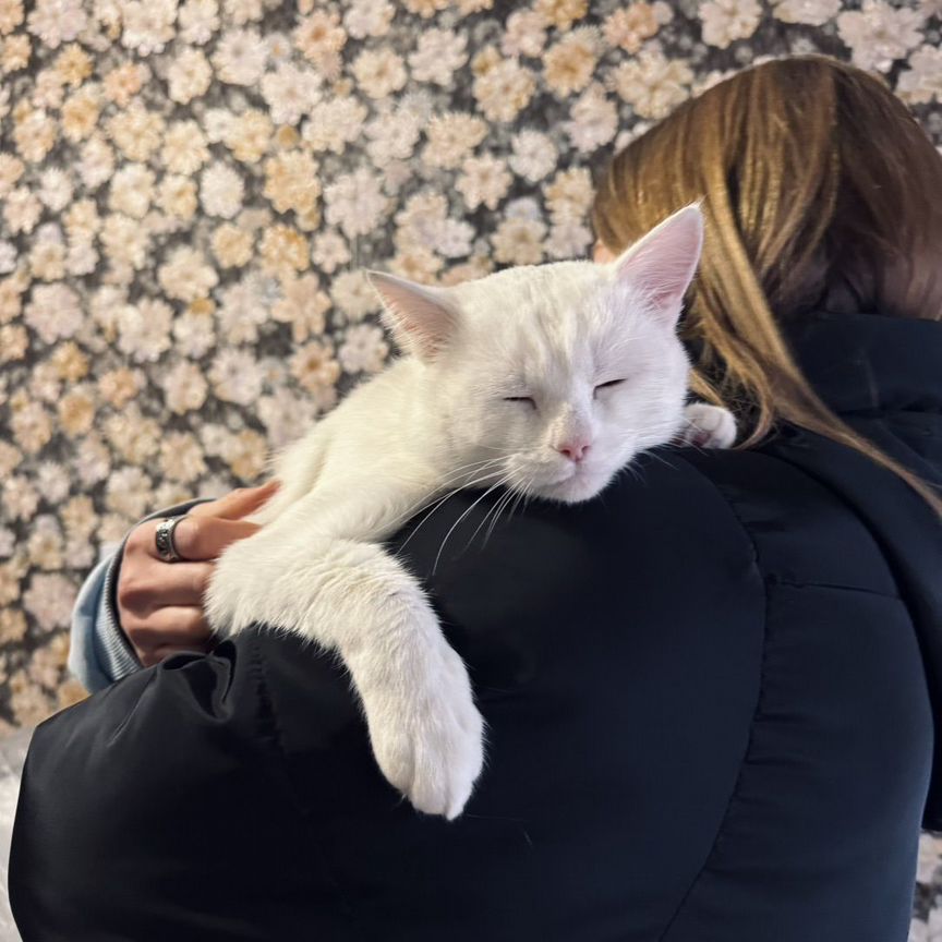 Котик в добрые руки