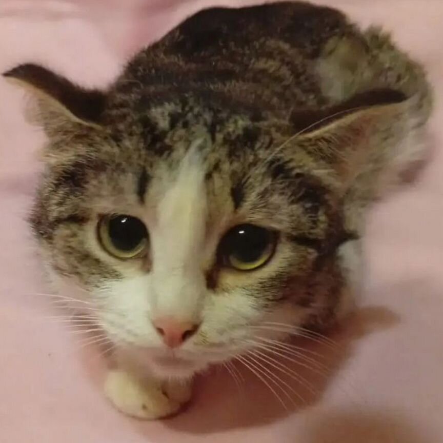 Взрослая, кошка в добрые руки