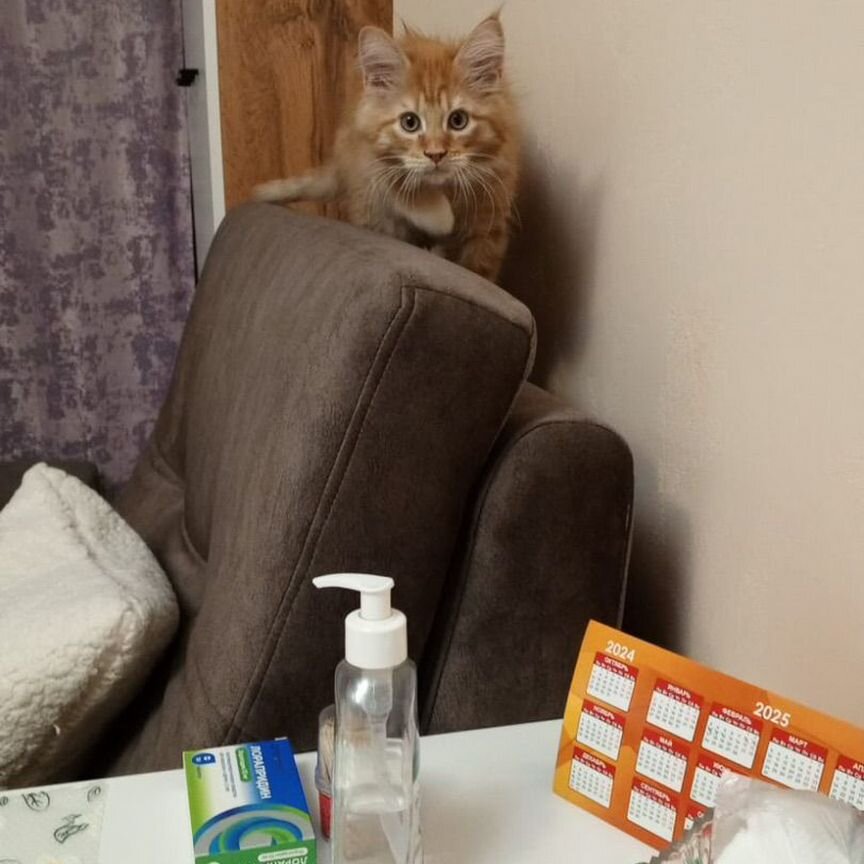Котенок мейнкун