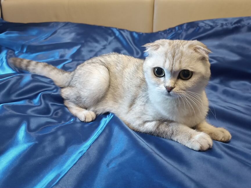 Красивая кошка с родословной ищет новый дом