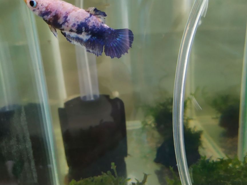 Рыбка петушок самка кои