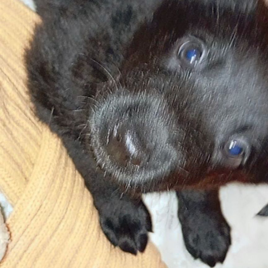 Щенки дворняшки, в Добрые руки, мальчик и девочка