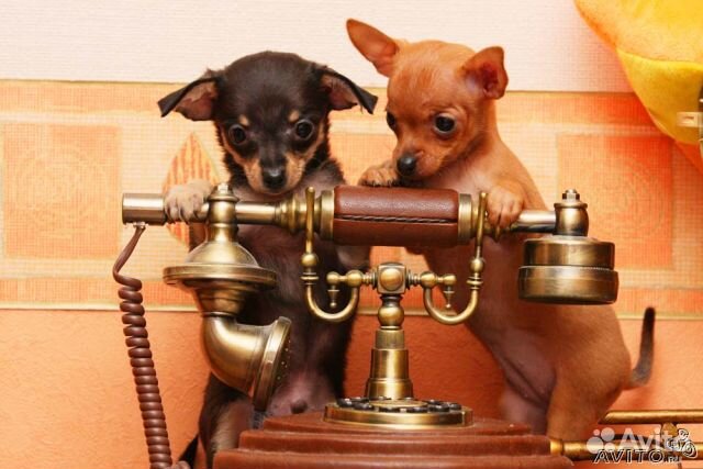 Той-террьеры щенки очень хорошие