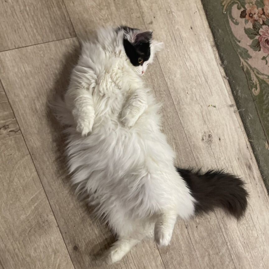 Кот наполеон