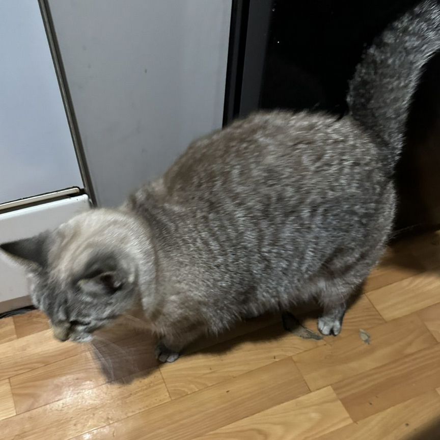 Сиамская, взрослая кошка