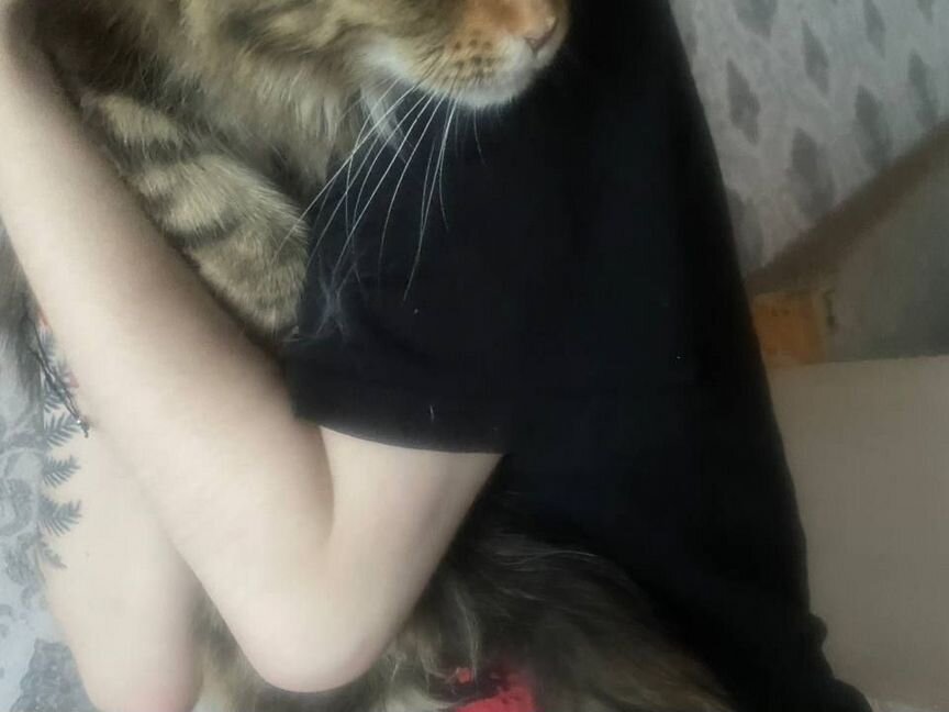 Кошки Мэйн кун