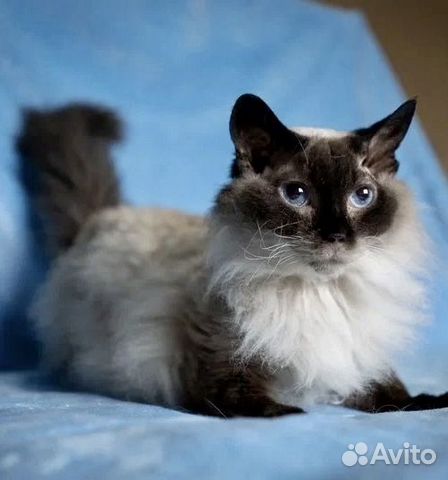 Кошка в добры руки