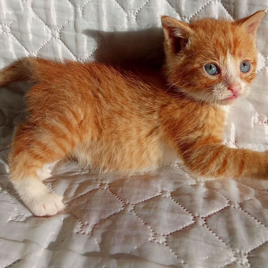 Рыжий котенок
