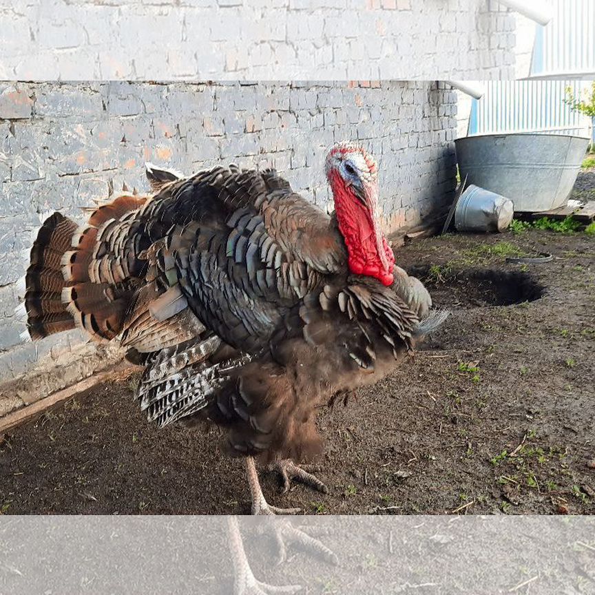 Продажа индюков