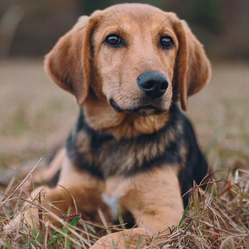 Гончая Шиллера, щенок