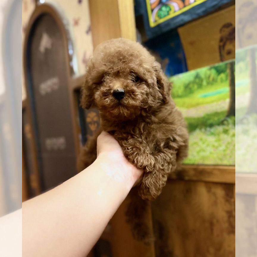 Той-пудель, щенок