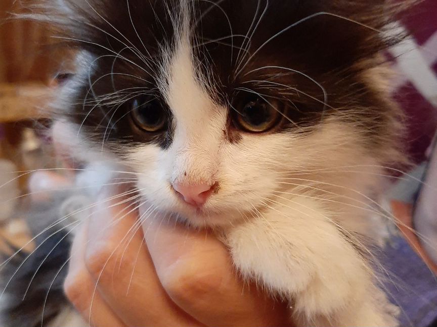 Кошки бесплатно