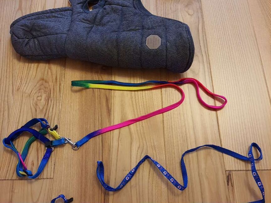 Вещи и шлейки на кошку