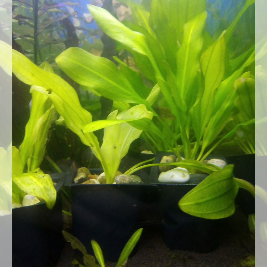 Аквариумные растения, креветки