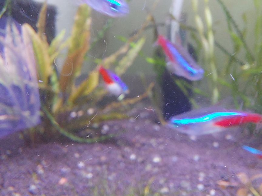 Аквариумные рыбки 15 шт