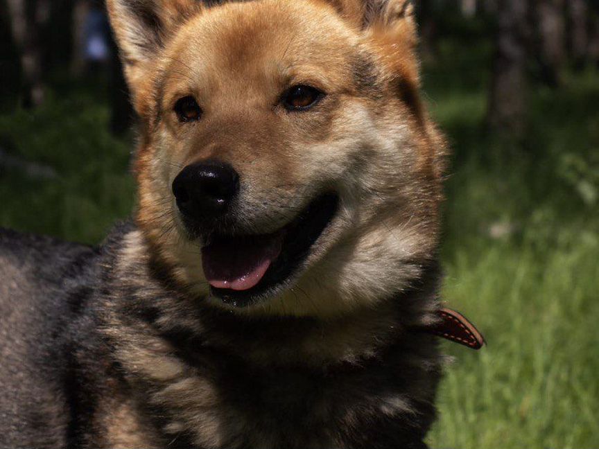 Собака Феникс ищет дом бесплатно