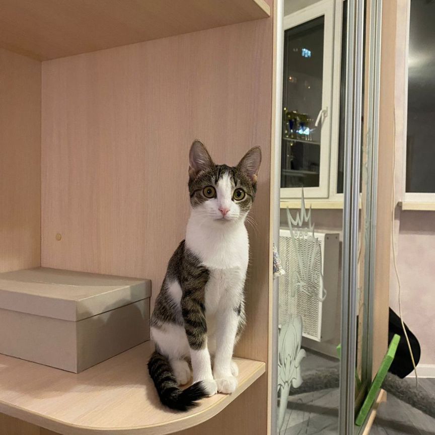 Котёнок девочка, 4 месяца