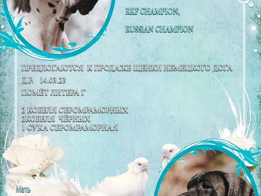 Собаки щенки