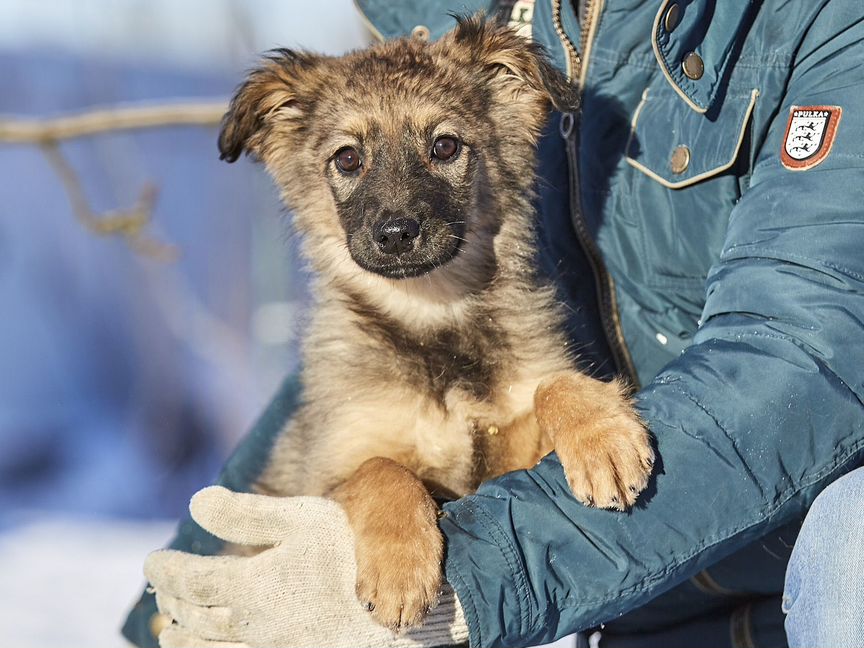 Щенок в добрые руки
