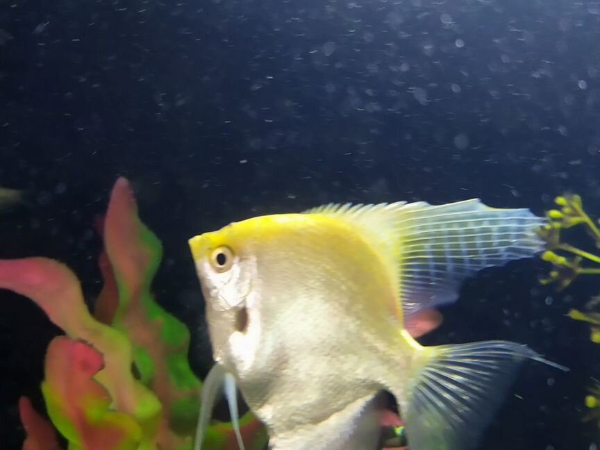 Аквариумные рыбки