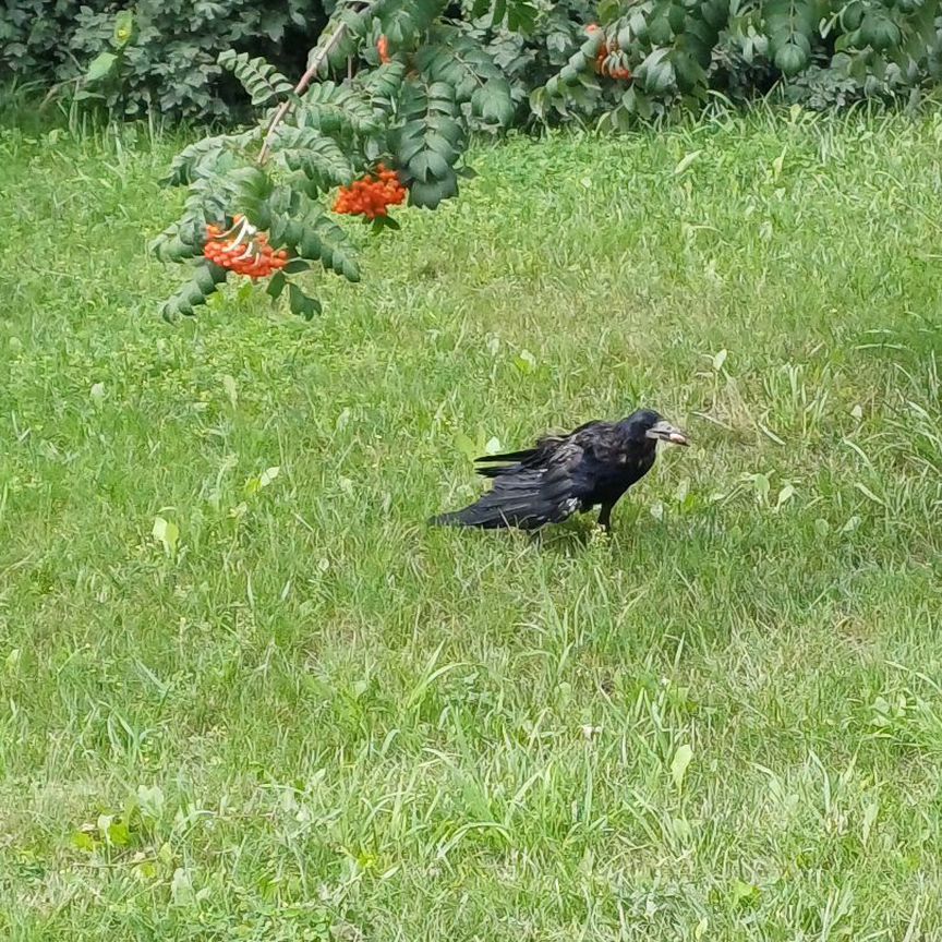 Дрозд чёрный