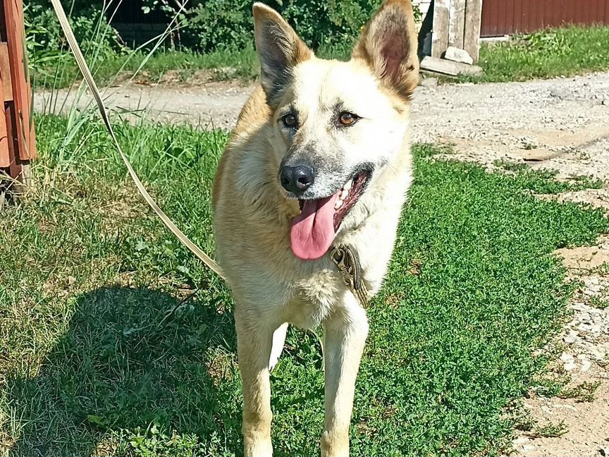 Умницу собаку в добрые руки