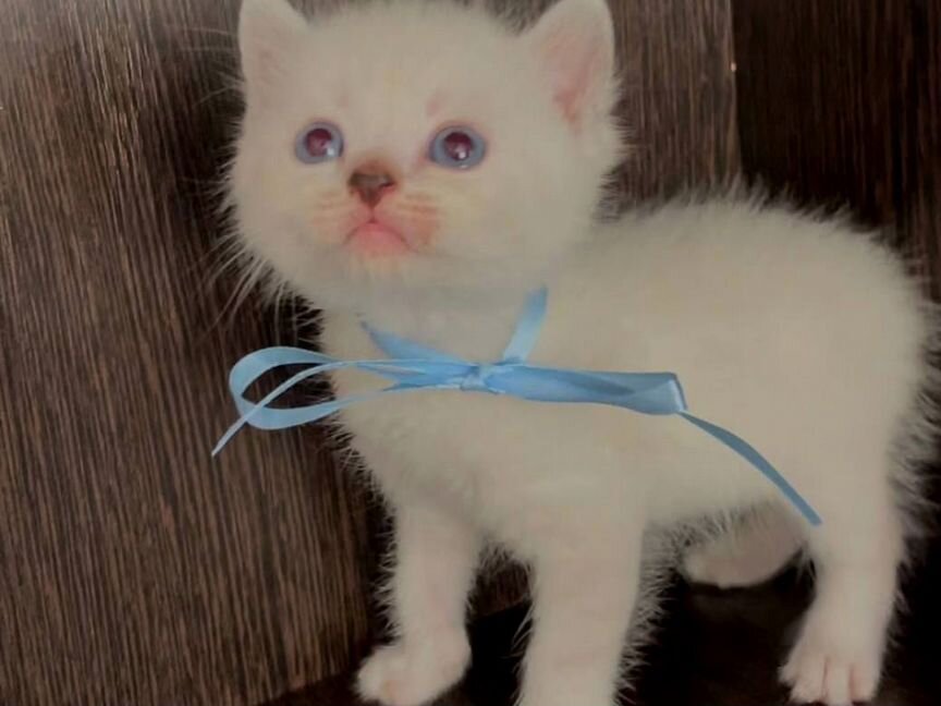 Котята шиншилята серебро