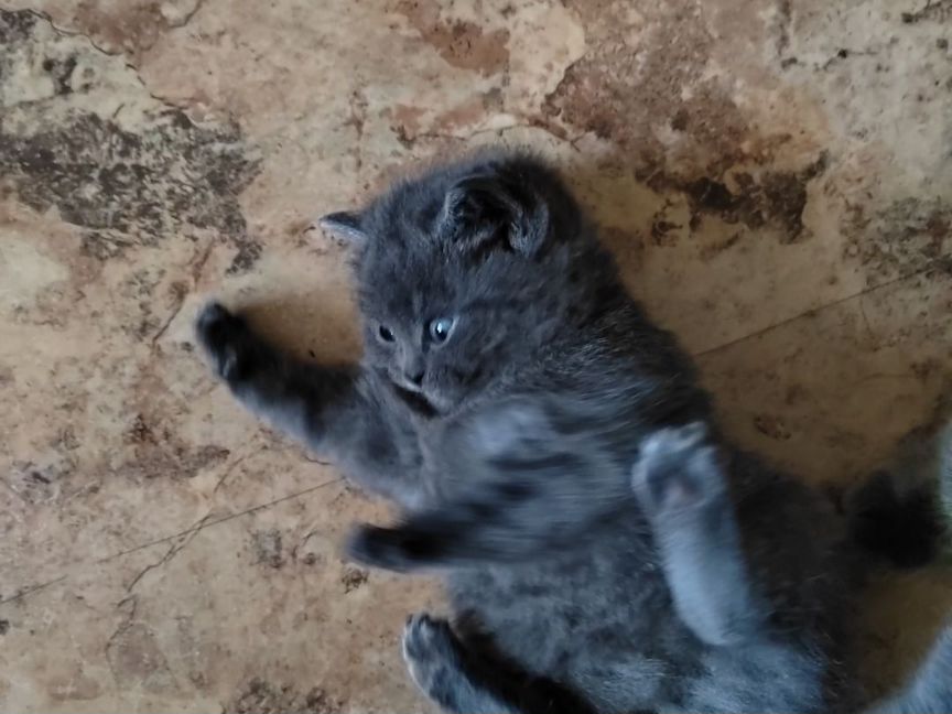 Британские котята