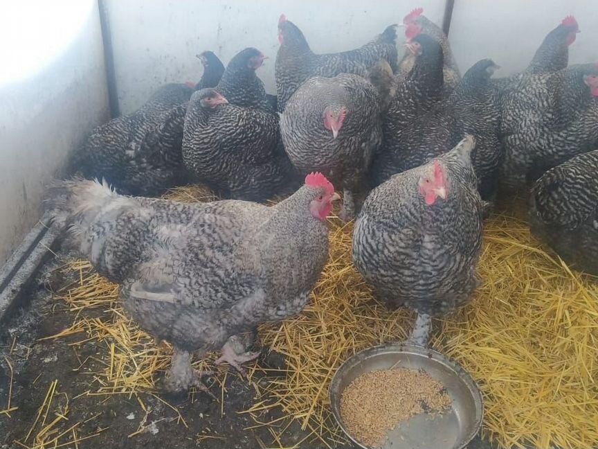 Домашние куры бройлеры