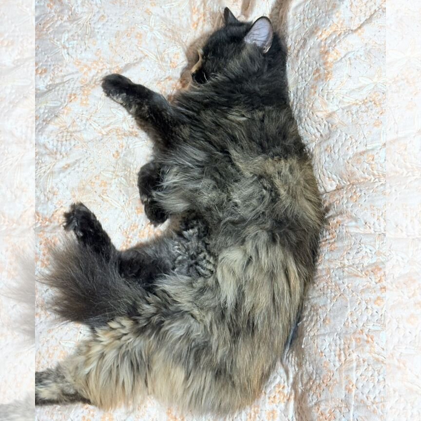 Сибирская кошка, взрослая