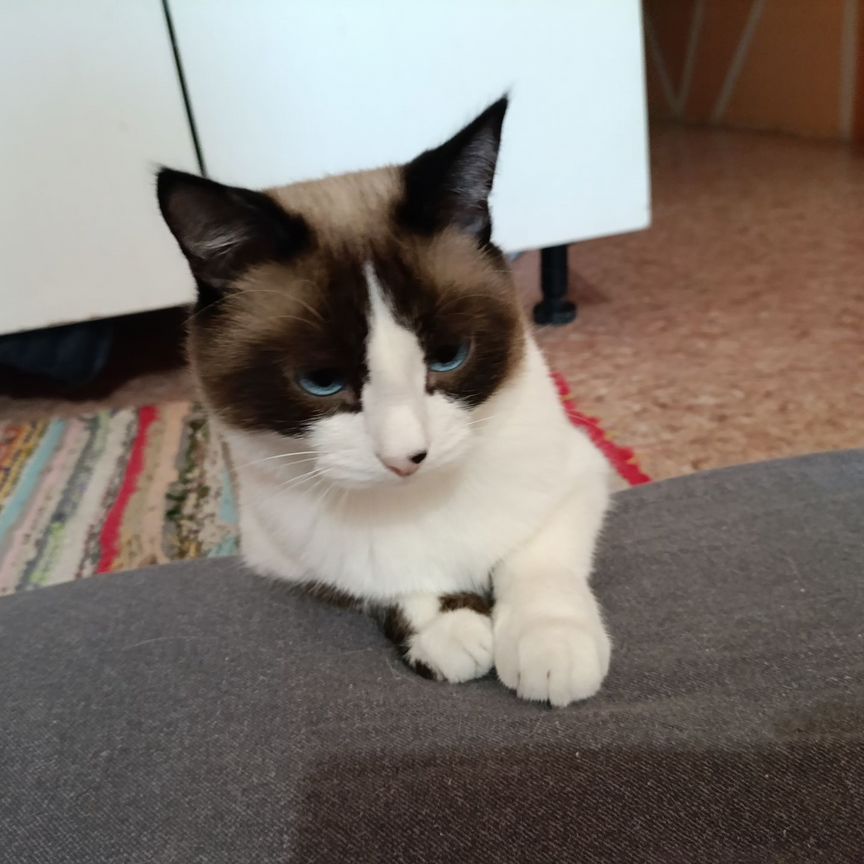 Кот