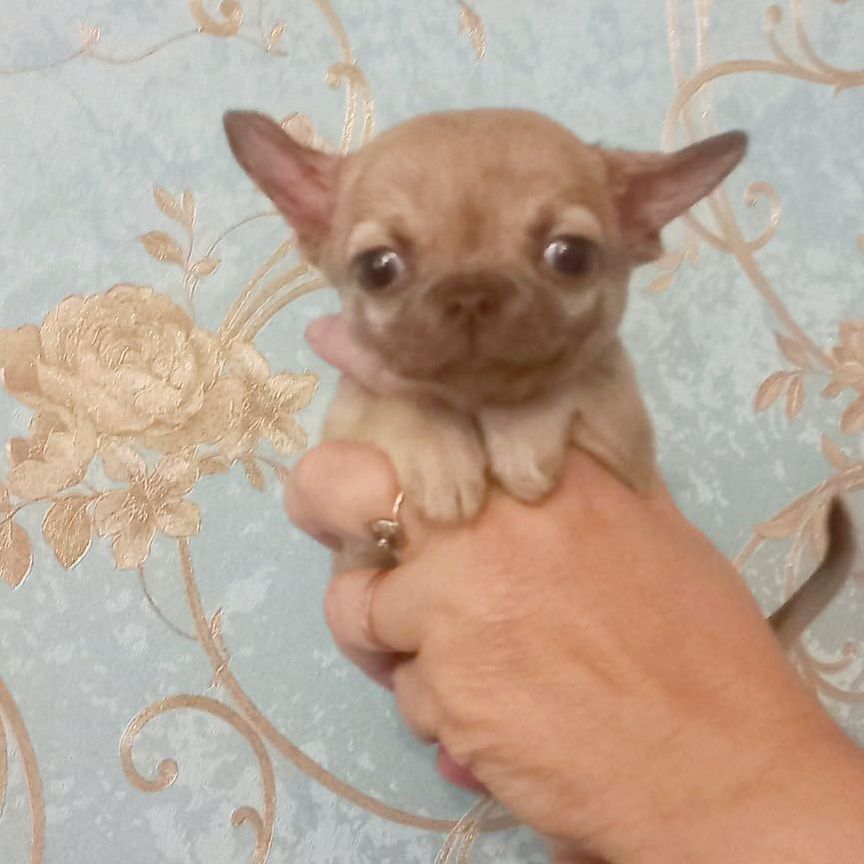 Щенок чихуахуа