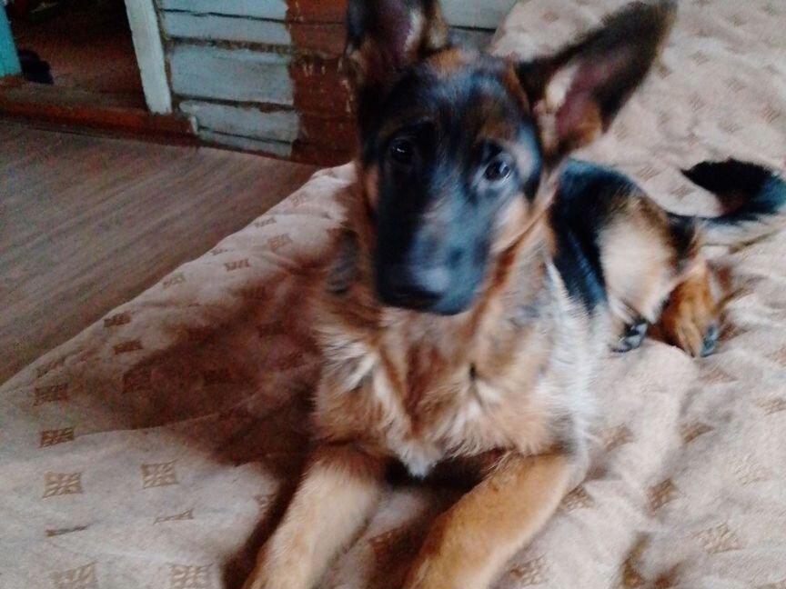 Немецкая овчарка