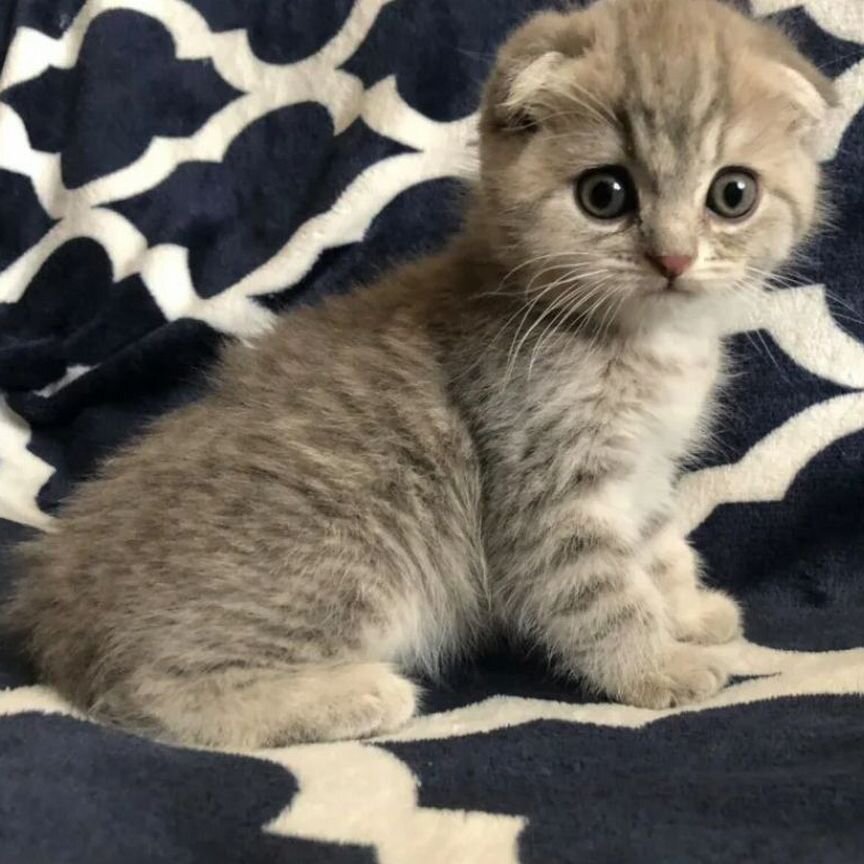 Котята Шотландская