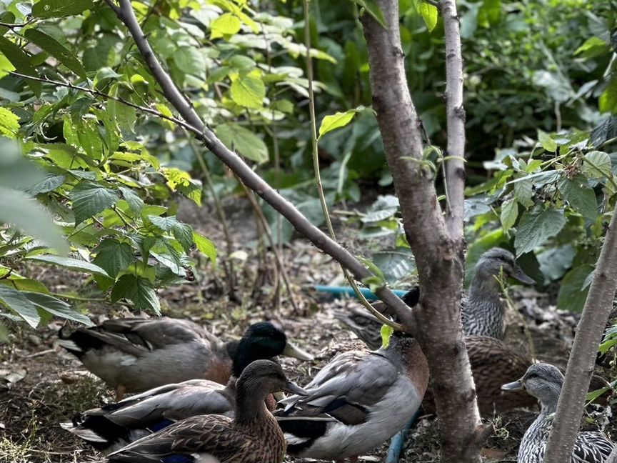 Утки подсадные для охоты