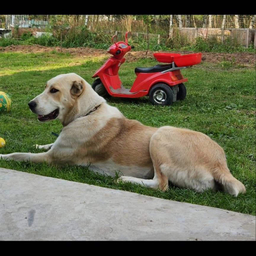 Собака в добрые руки отдам бесплатно