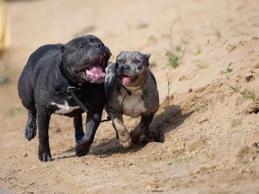 Раннее бронирование Щенков Американский Булли