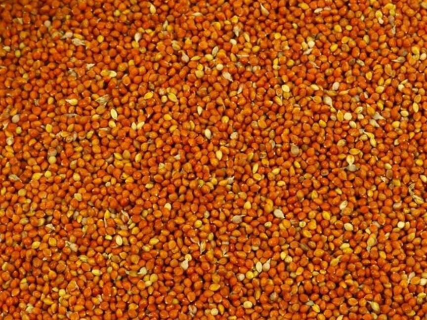 Просо красное