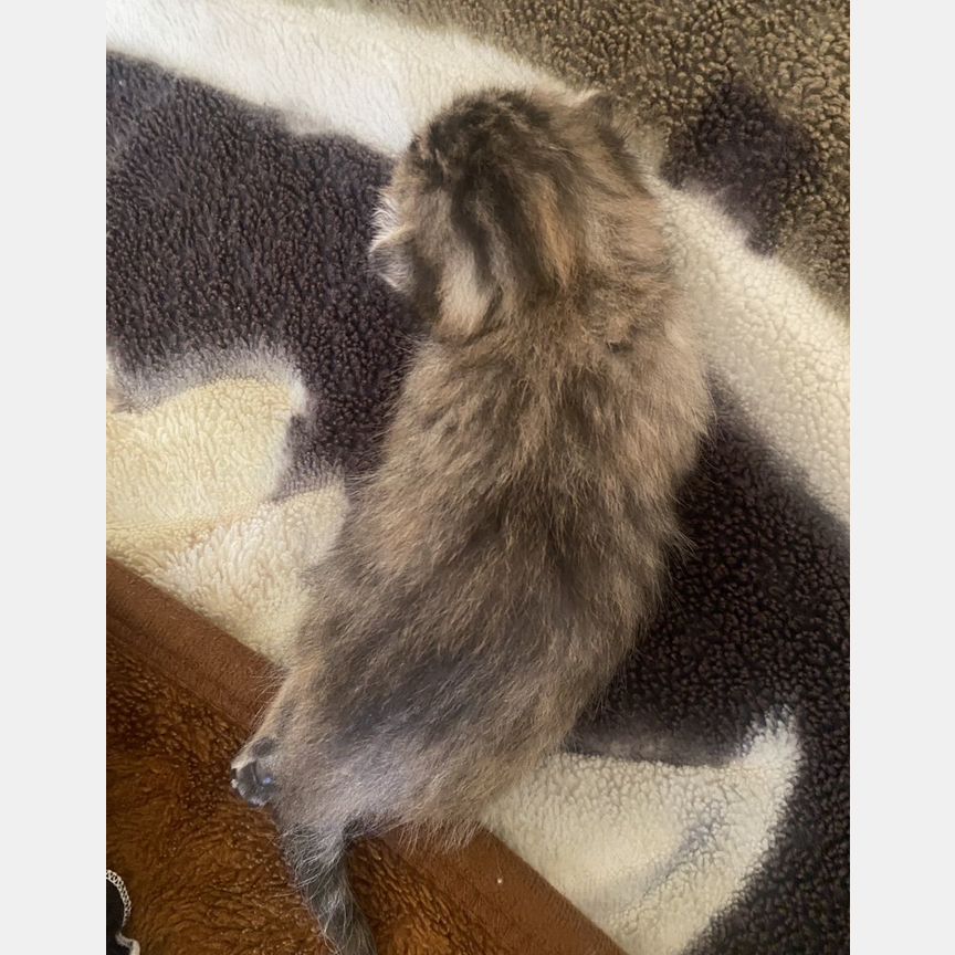 Котенок