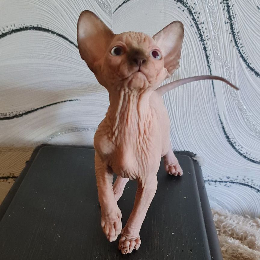 Канадский сфинкс котята (девочки)