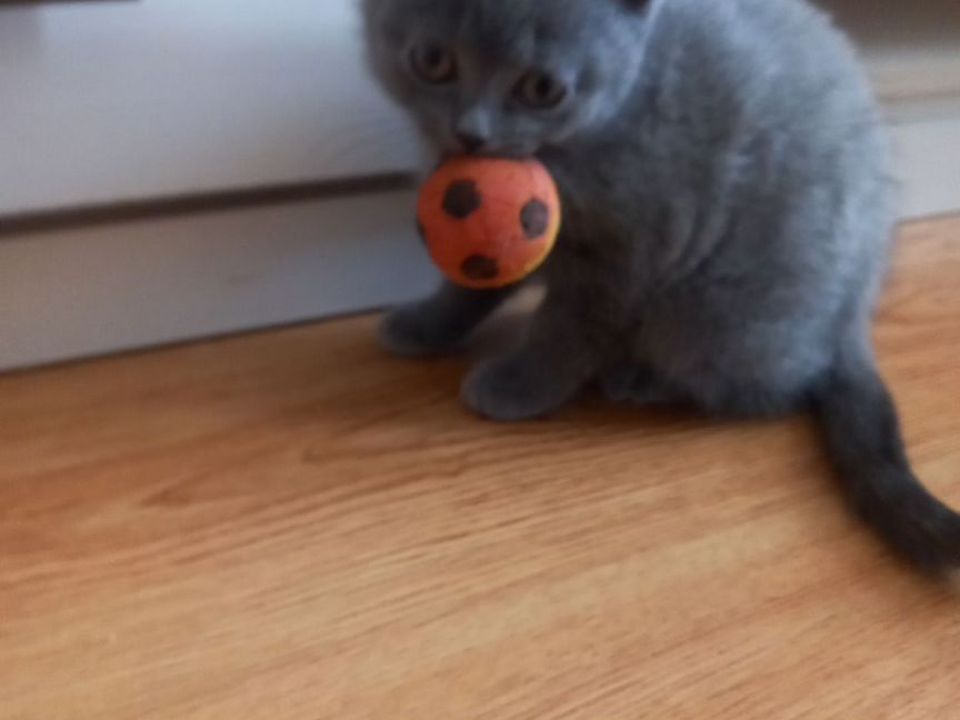 Шотландские котята