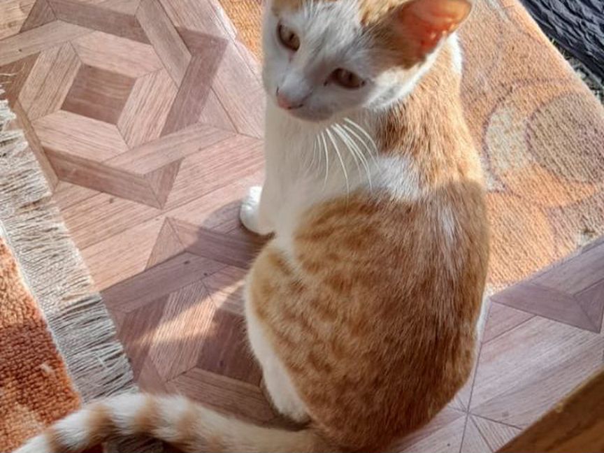 Кот подросток в добрые руки