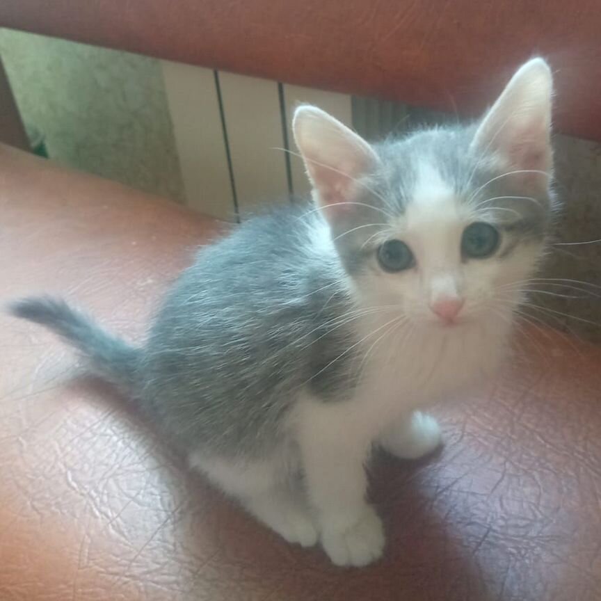 Отдам котят в Добрые руки бесплатно