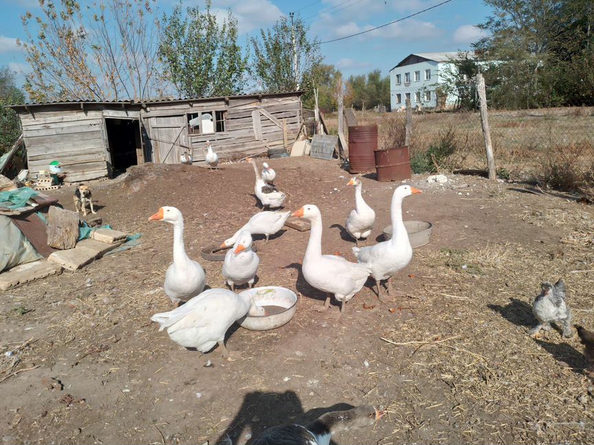 Домашняя птица