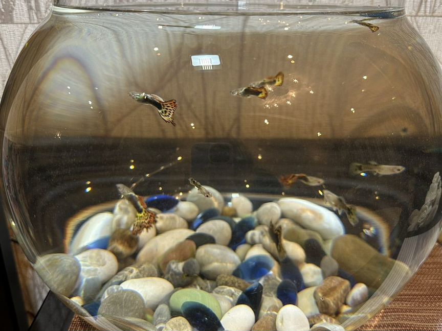 Аквариум с рыбками