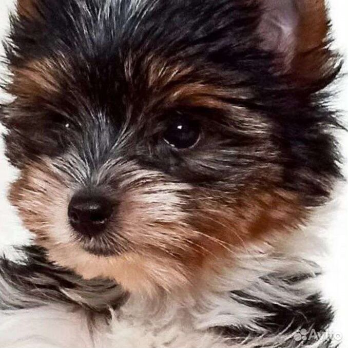 Щенки бивер йорка девочка и мальчик