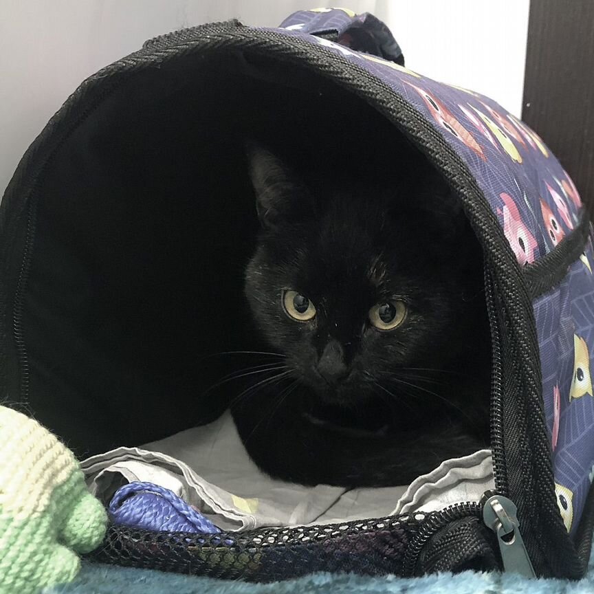 Кошка ищет дом