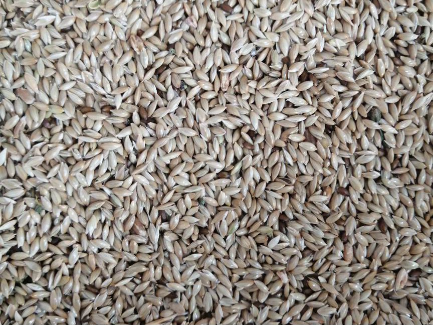 Канареечное семя