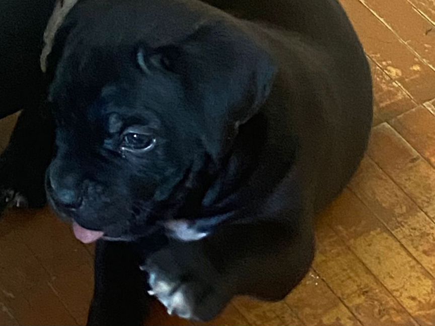 Щенок кане корсо