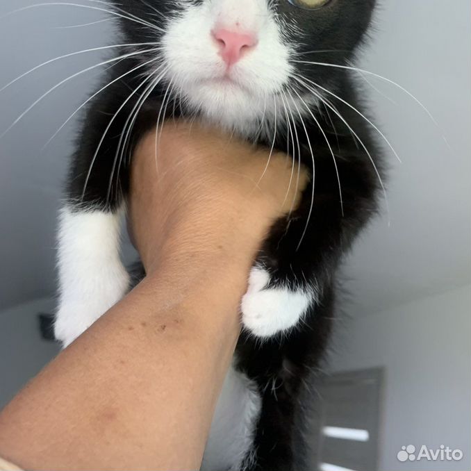 Котенок тз рекламы корма феликс